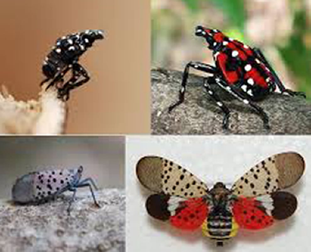 Tree Month | News, Sports, Jobs - Times Observer